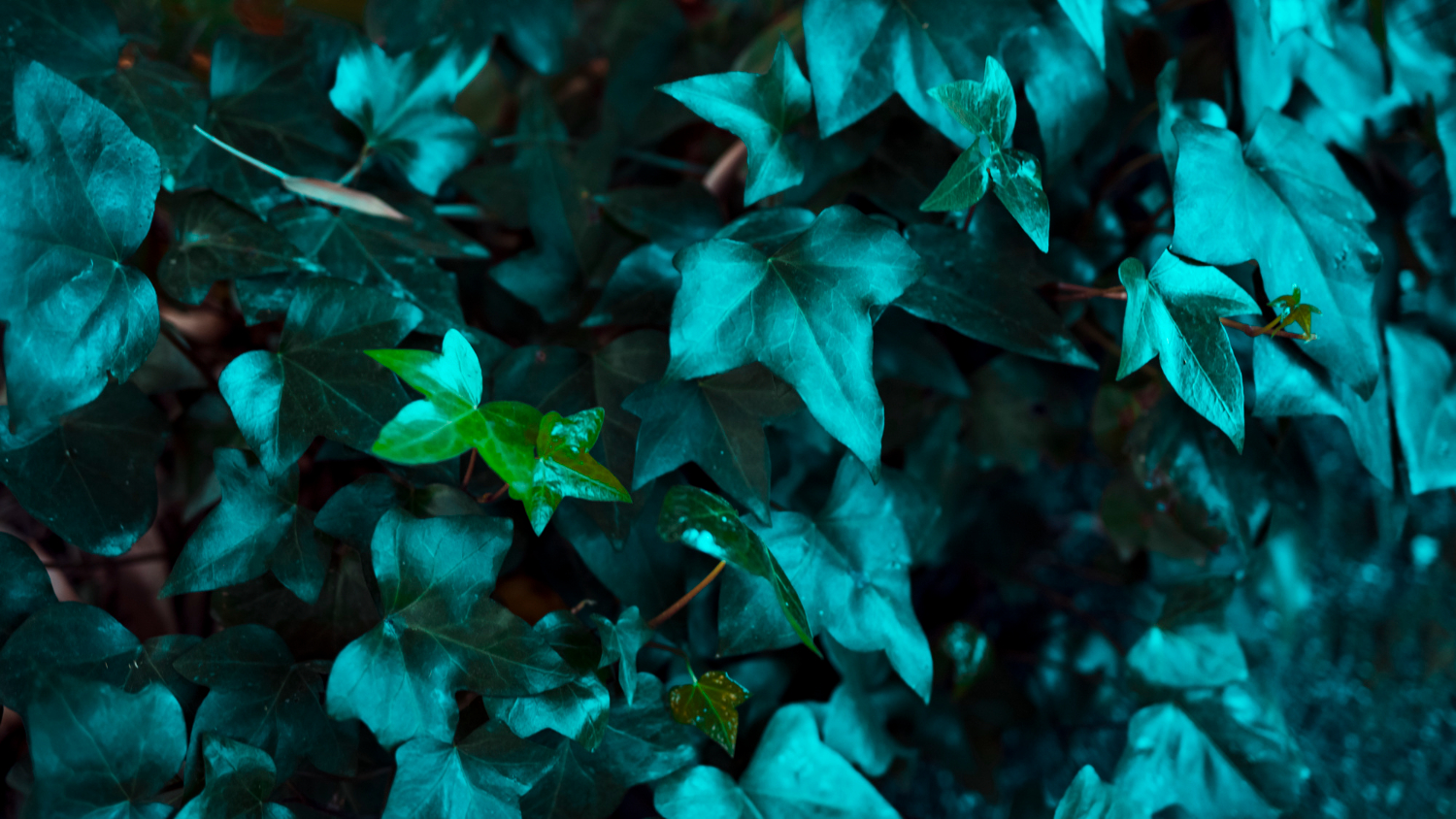 About Us – Snap Factory